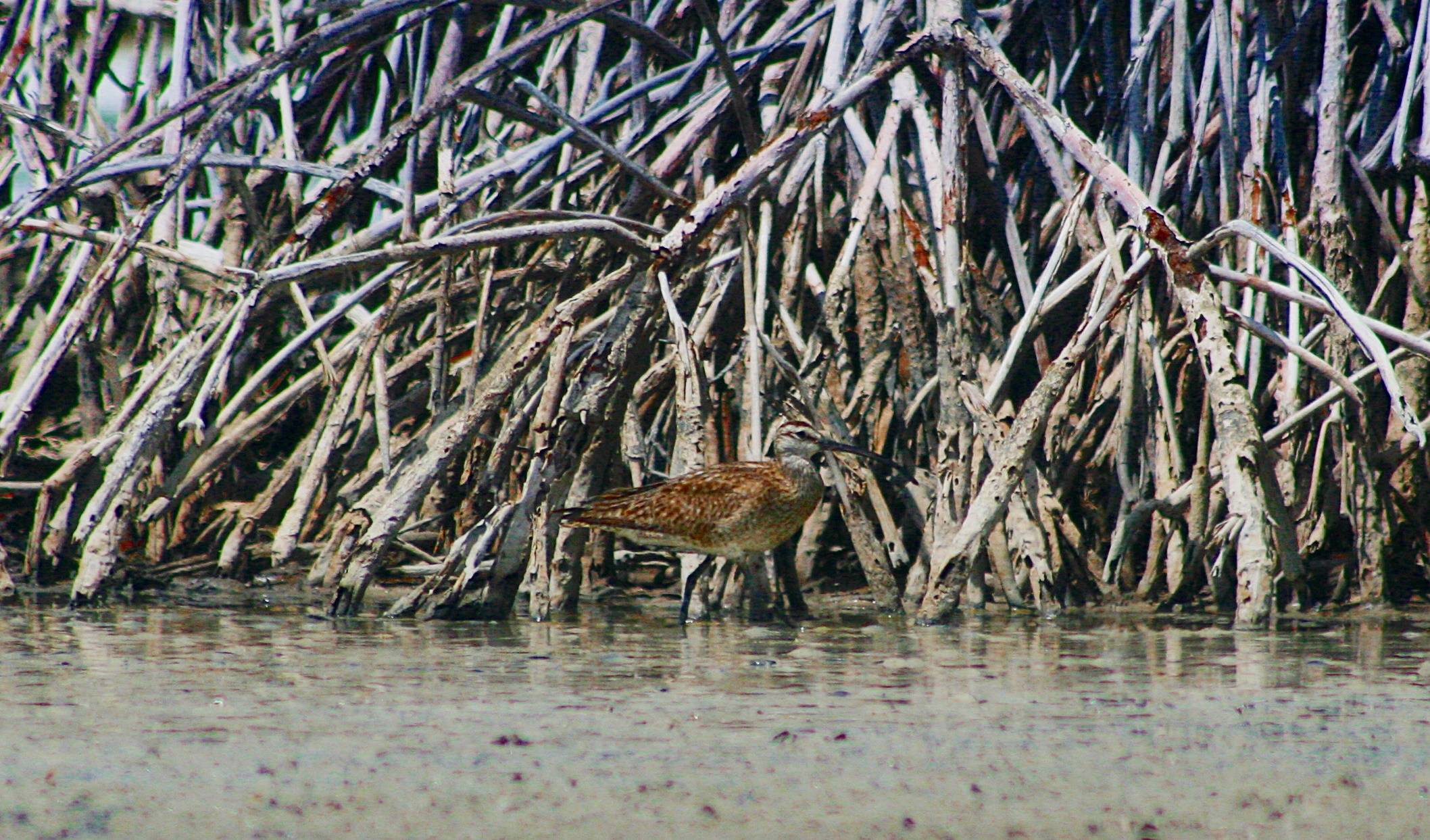 Whimbrel Migration: A Journey Through Storms and Seas – BELA'S BIRDS