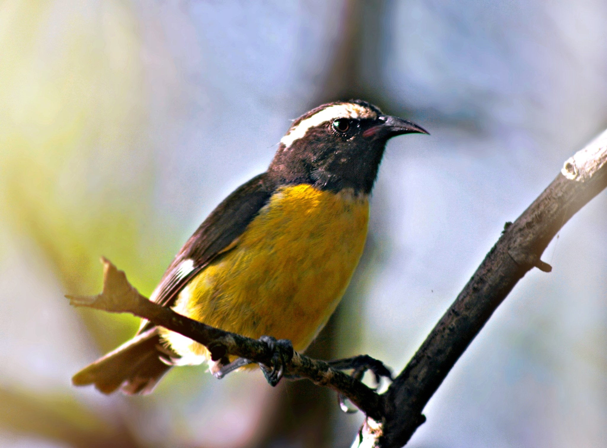 Discover the Sweet Bananaquit Bird – BELA'S BIRDS
